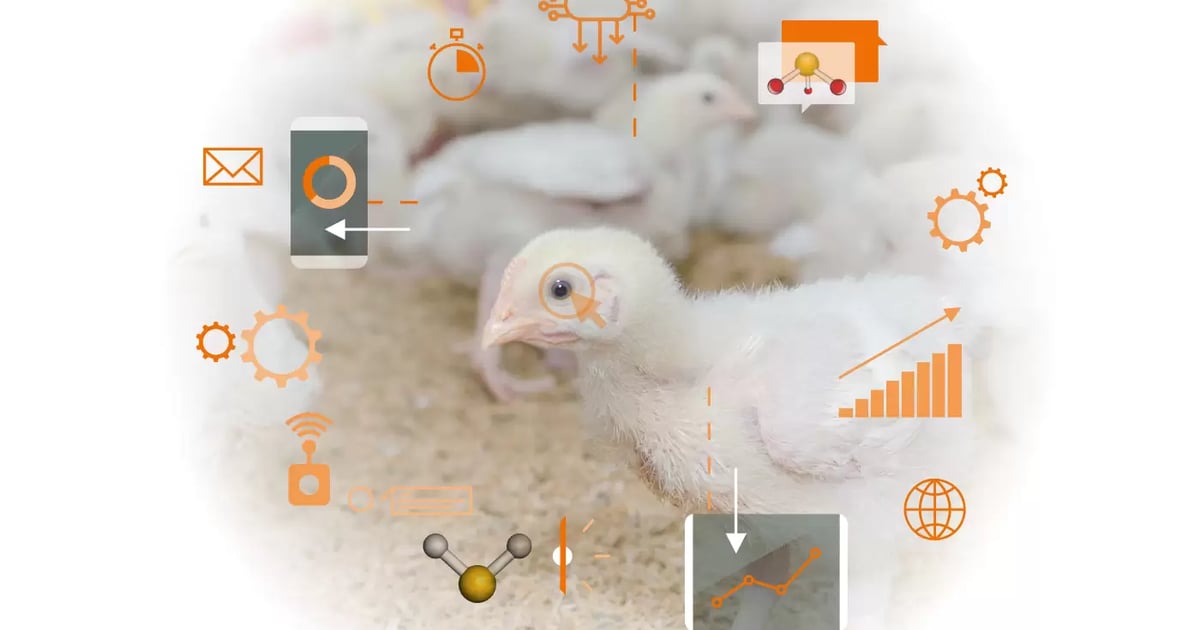 Free Software for Poultry Management: Options, Features, and ...