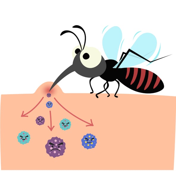 Understanding Dengue: Myths, Facts, and Prevention - A Complete Guide