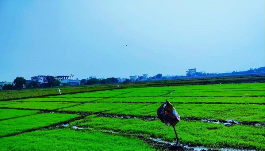 The blast disease in Paddy | agriculturebasics.com