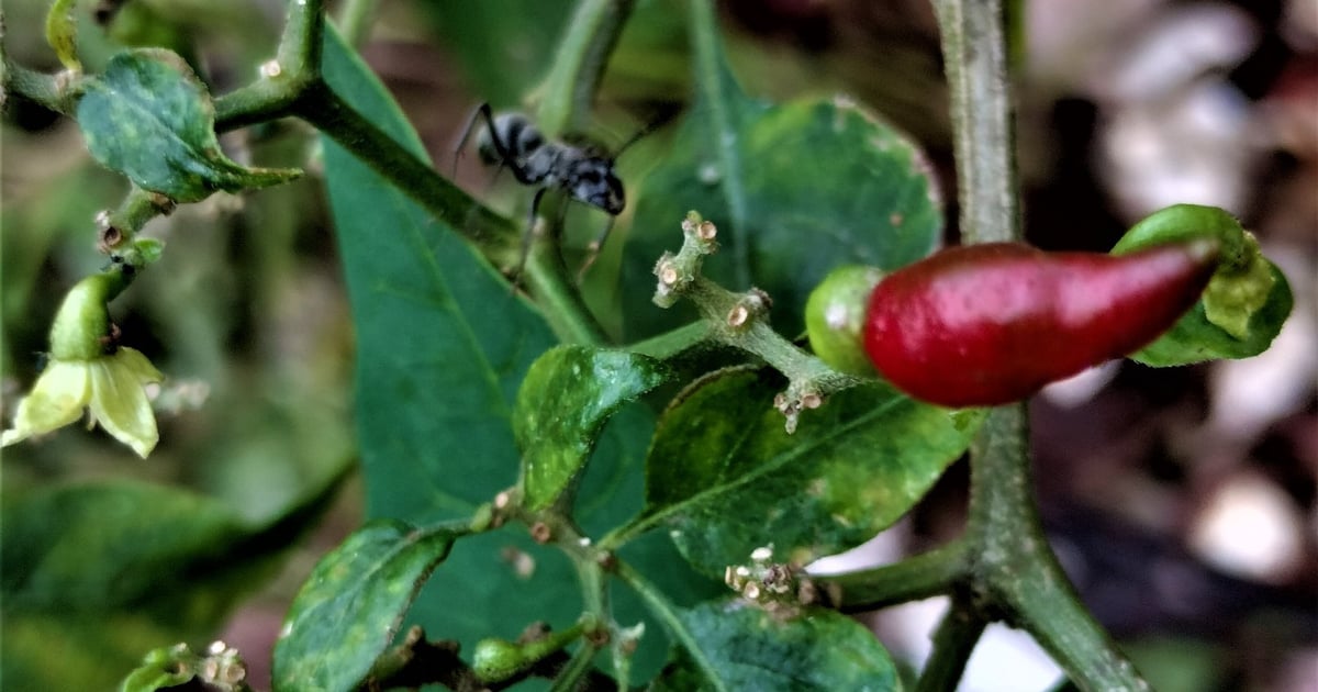 Four Important Diseases of Chilli Crop | agriculturebasics.com