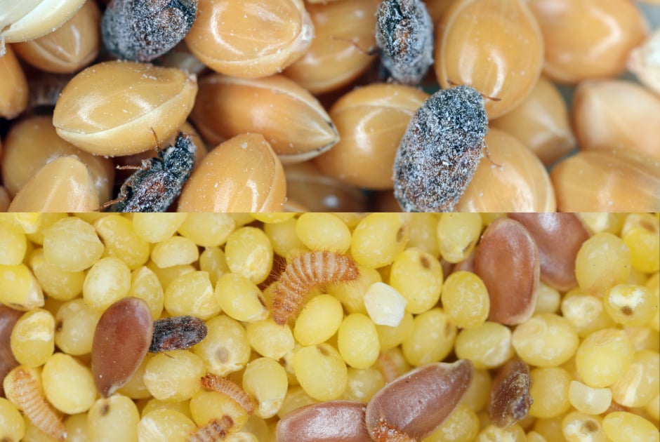 The Khapra Beetle, A storage Pest | agriculturebasics.com