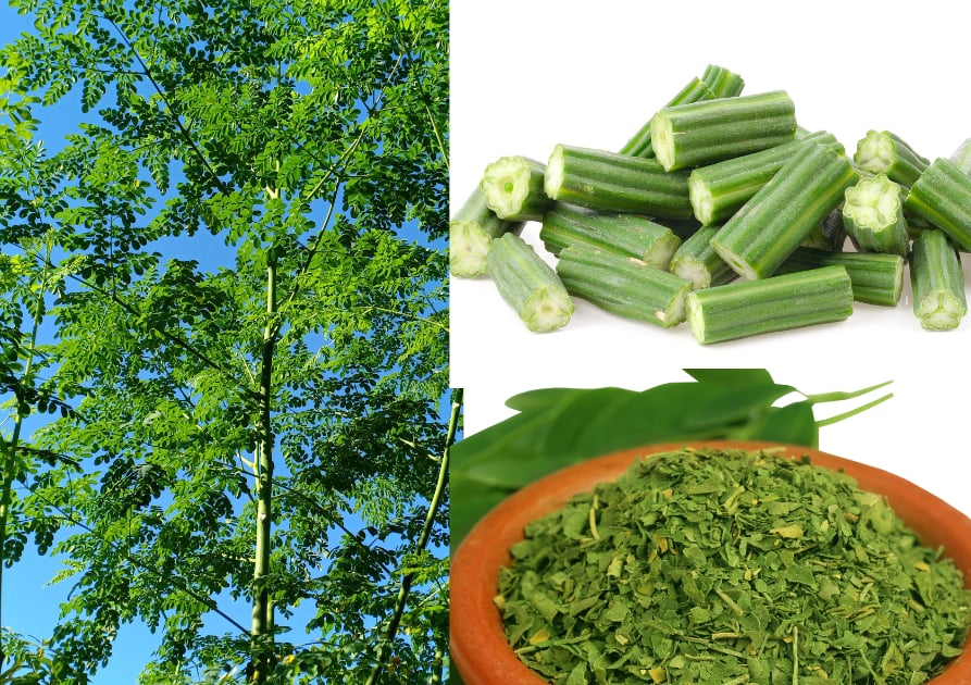 Cultivation of Moringa, The Drum Stick Plant | agriculturebasics.com
