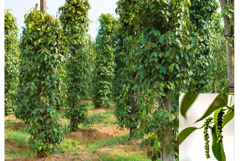 Propagation of Black Pepper Vines | agriculturebasics.com