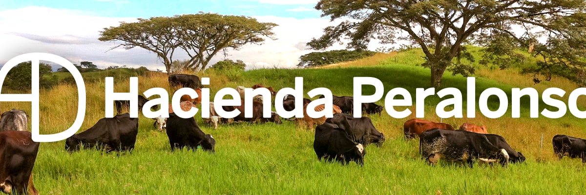 Raza Gyr Puro | Ganado Lechero de Alta Calidad en el Trópico | Hacienda ...