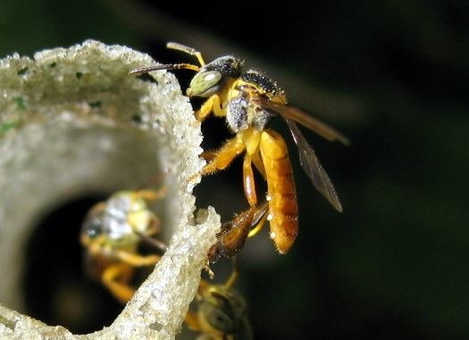 Conhecendo a Abelha Plebeia Emerina: Características, Ocorrências ...