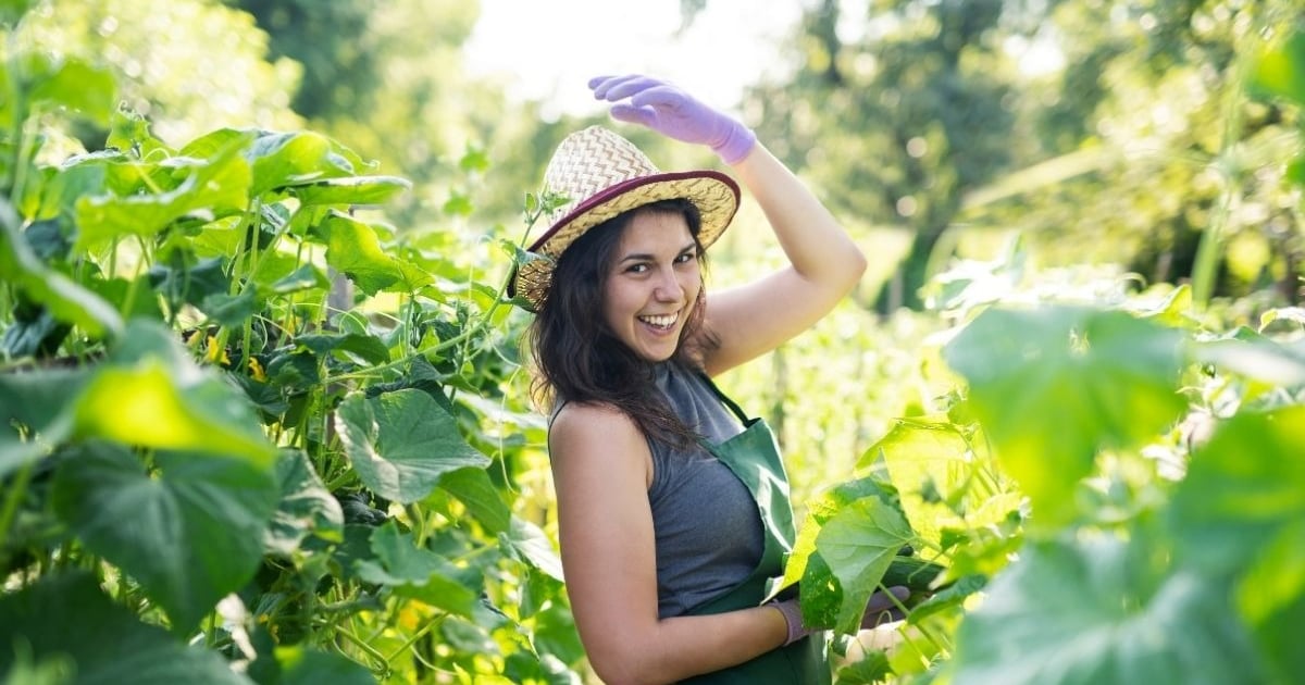 Everything About Cucumbers: History, Benefits, and Uses | Pure Vegan Path