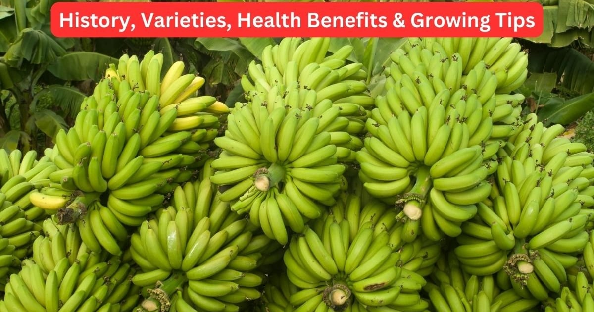 Bananas 101: History, Varieties, Health Benefits & Growing Tips | Pure ...