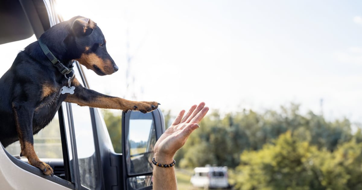 About | Animal Logistics