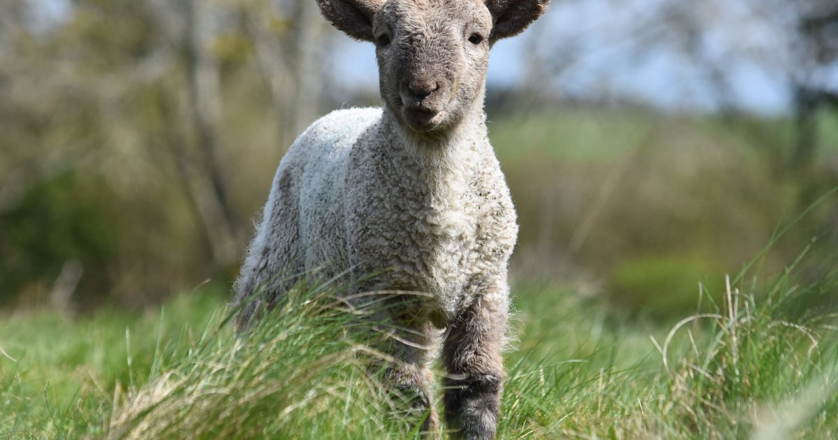 Fair View Fields - Lamb, Hogget and Mutton | Fair View Fields