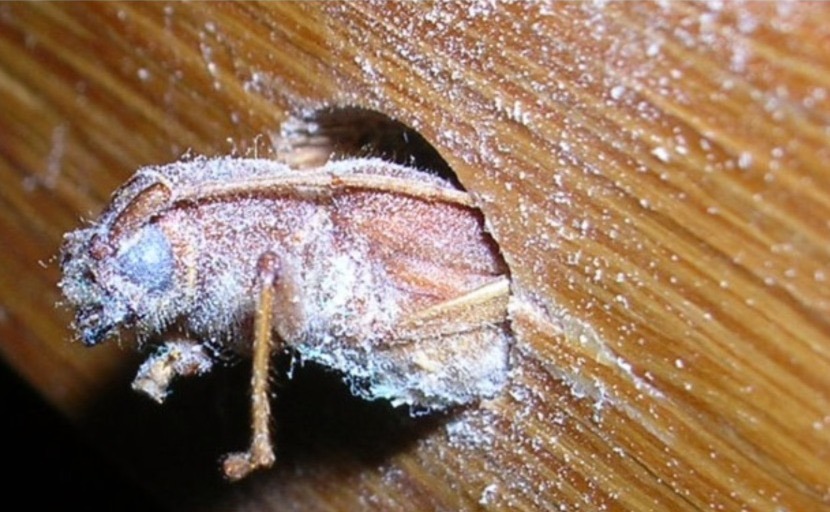 Los insectos que comen madera | Axioma Noticias