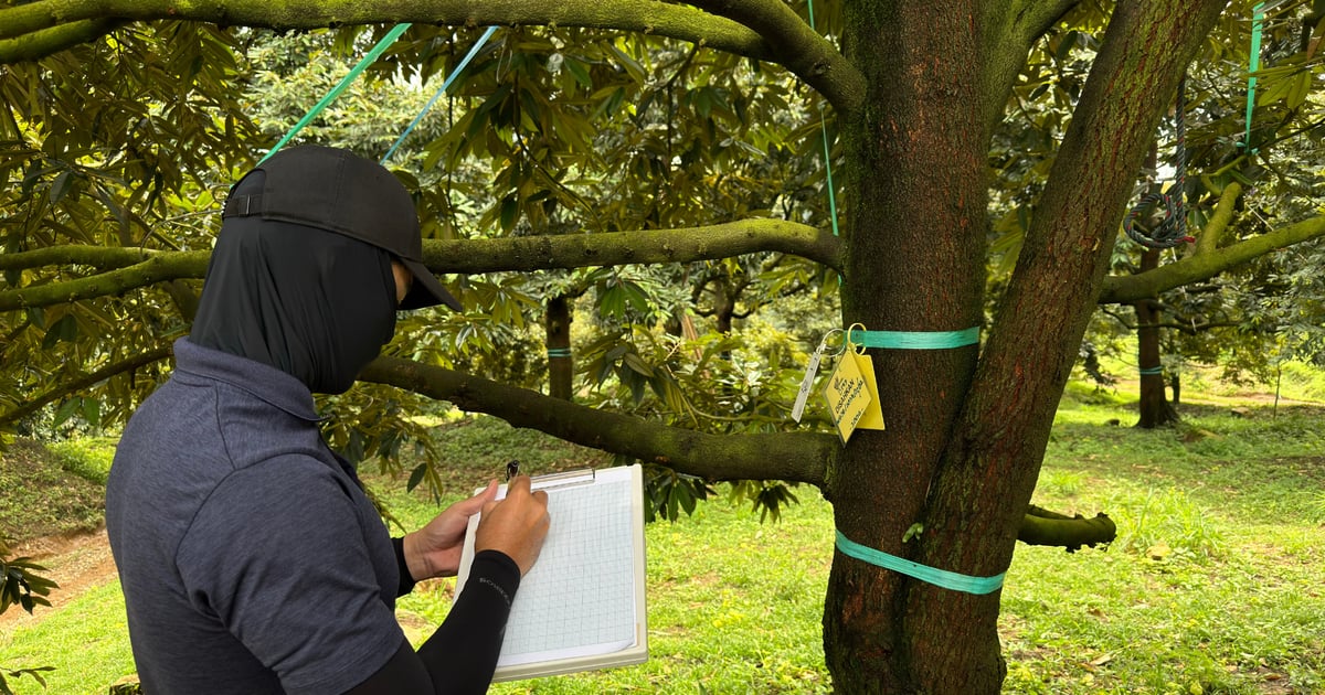 The Ultimate Guide to Durian Farming | 唐城集团 Tong Seng Group (M) Sdn Bhd