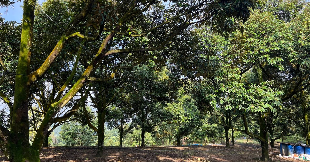 Durian Farming Services | 唐城集团 Tong Seng Group (M) Sdn Bhd