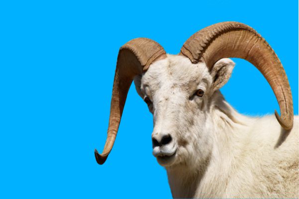 Sheep Casings vs. Goat Casings: The Best Choice for Sausages | Aquab ...