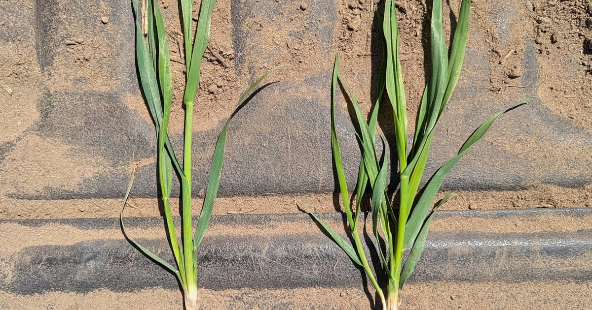 Importance of Copper for Wheat, Barley, and Oats in Alberta in reducing ...