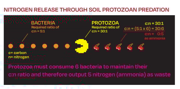 The Role of Soil Protozoa in Agriculture | Crop Growth Sciences