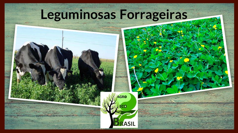 Principais Leguminosas Forrageiras e as suas Características