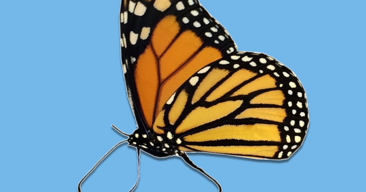 Western North Carolina Butterfly Conservation | WNC Butterfly Lover