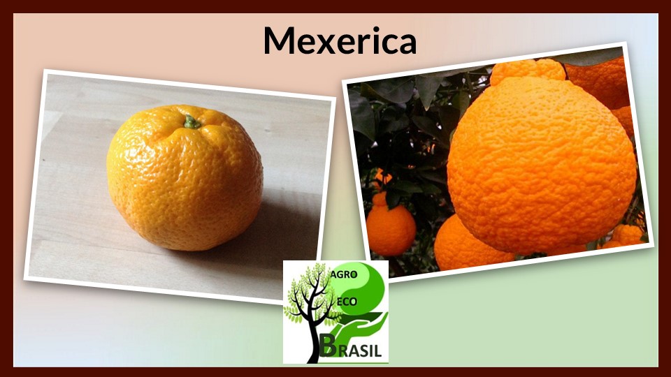 Origem, Mercado e os Benefícios da Mexerica à Saúde