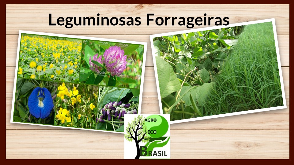 Leguminosas Forrageiras e o Pastejo Consorciado para Uso na Alimentação ...