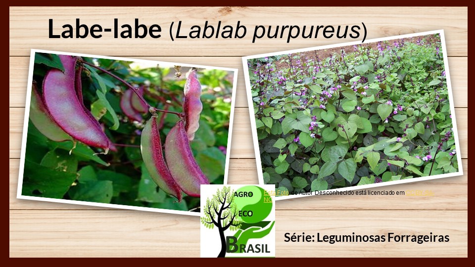 Labe-labe (Lablab purpureus) Suas Características e Versatilidade