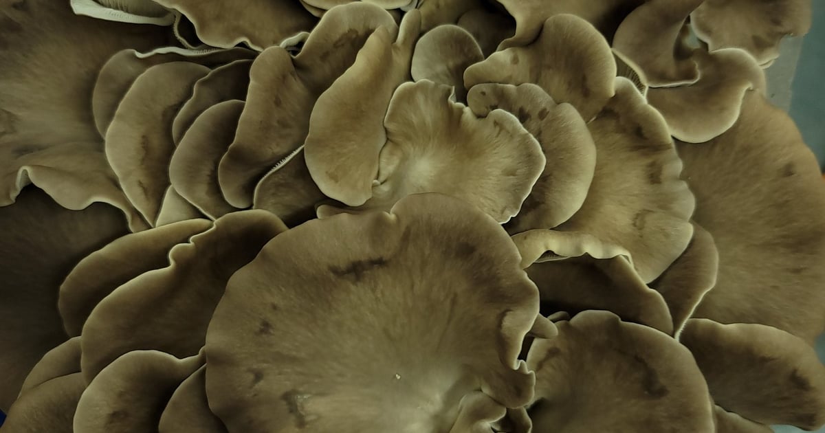 Delicious Mushroom Recipes for Every Chef | Tucker Family Fungi