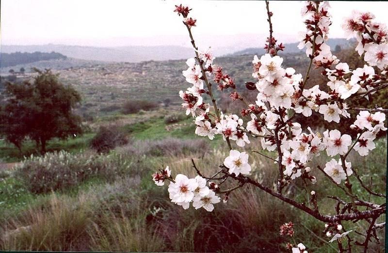 St. Francis' Poem | ALMOND TREE MINISTRIES