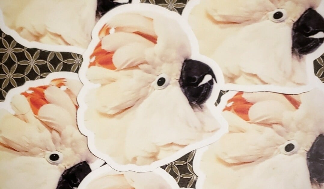 Max Merch | Max the Moluccan