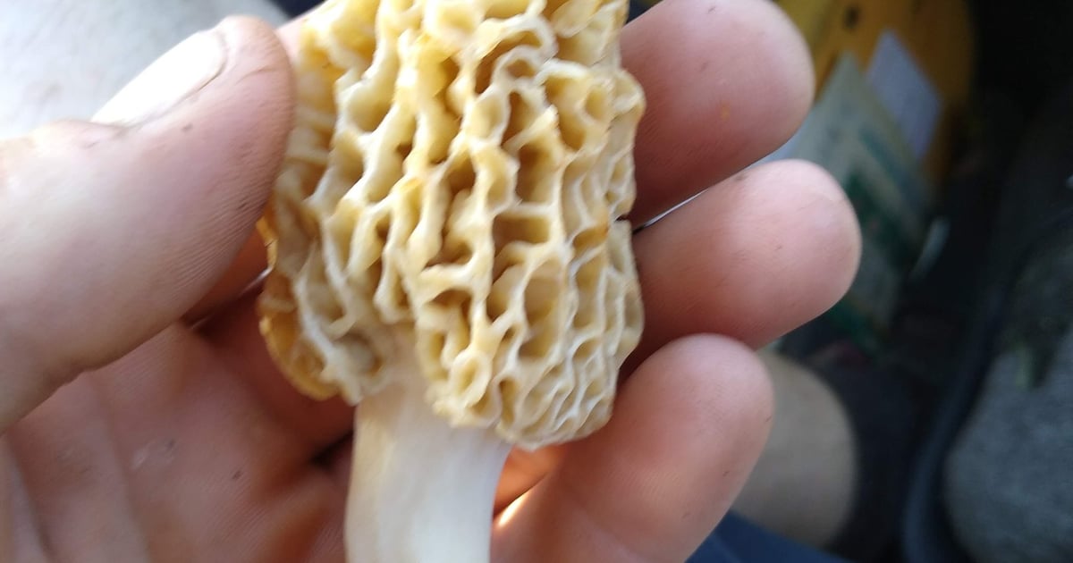 Morel Mushrooms, Fresh Fish, and Fun! | Lee's River Adventures