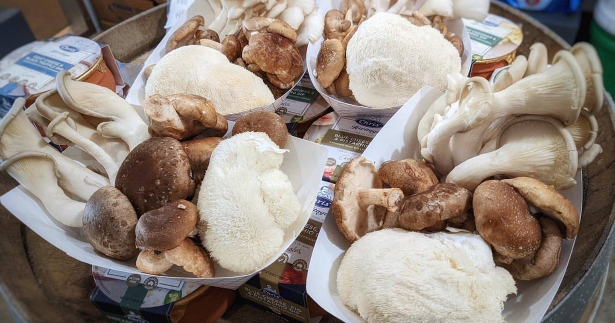 Denver | Local gourmet mushrooms