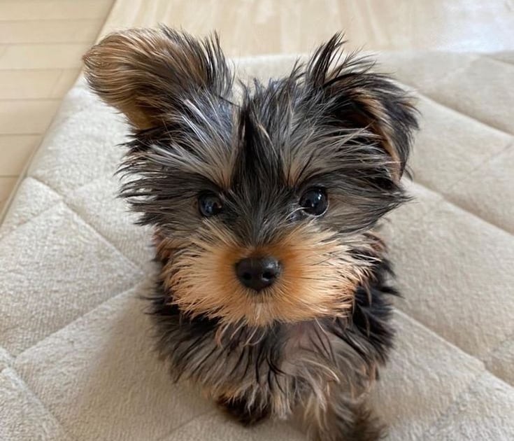 Yorkie Puppies for Sale | Home-Raised & Healthy Yorkies | nice day puppies