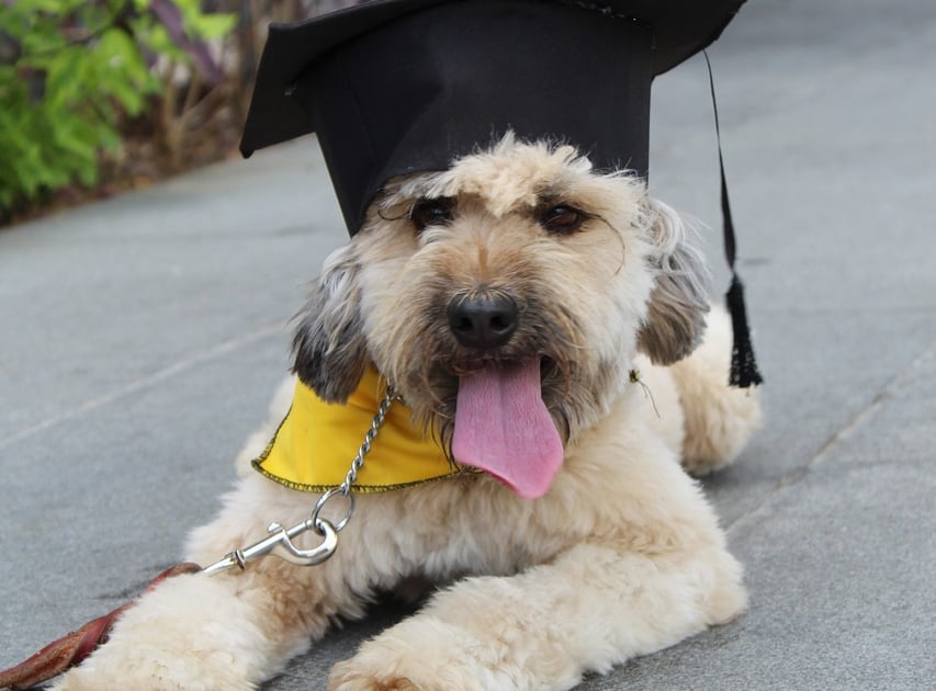 Understanding Fake Service Dogs and Their Impact | Service Dog Savvy