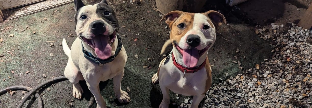 All The Dogs Alabama