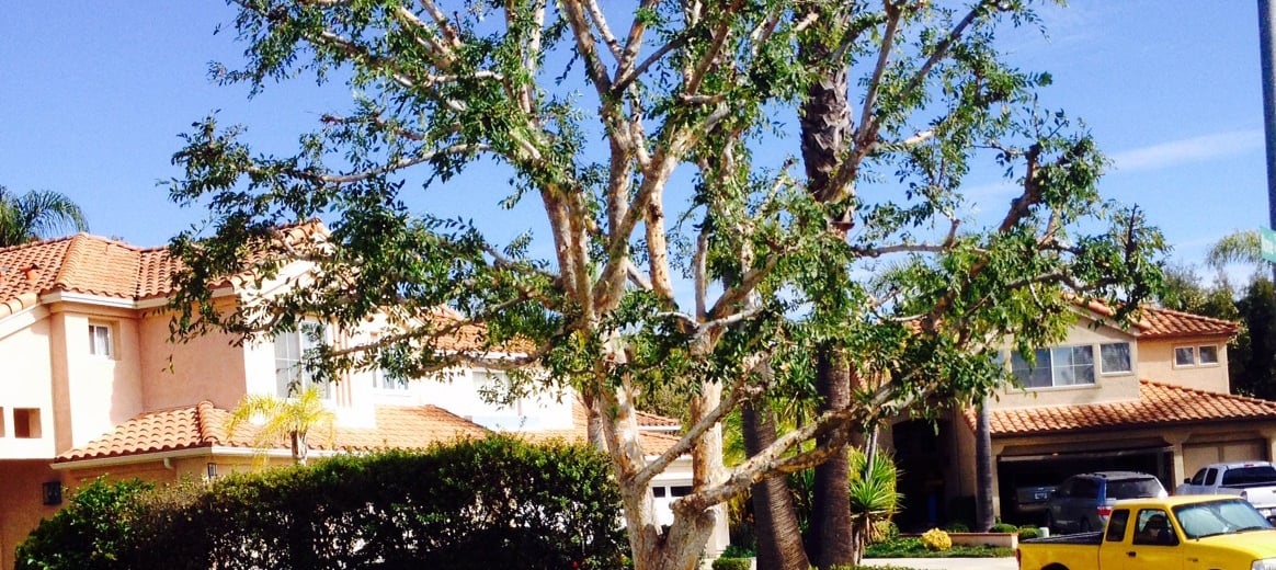 Expert Tree Care Services