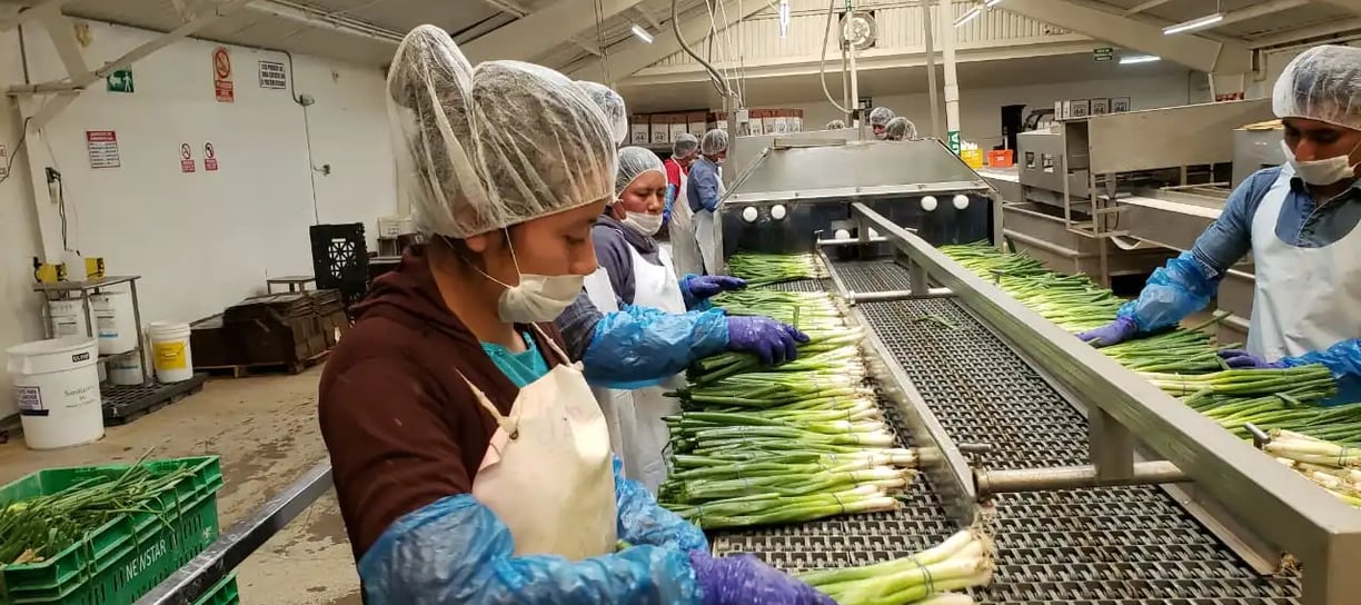 Golden Kingdom Produce - Leading Grower, Shipper, and Packer of Premium ...