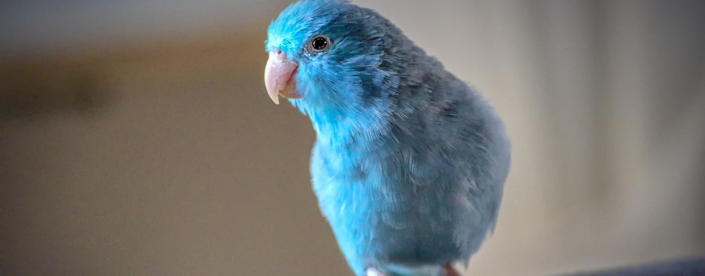 BLOG- Tonality & Intent- LANGUAGE- THE LOGIC | Petz Logic