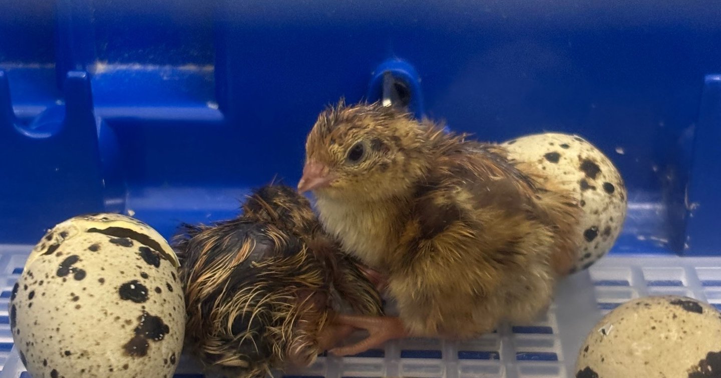 Quail Incubation 101: A Step-By-Step Guide to Hatching Success | Two ...