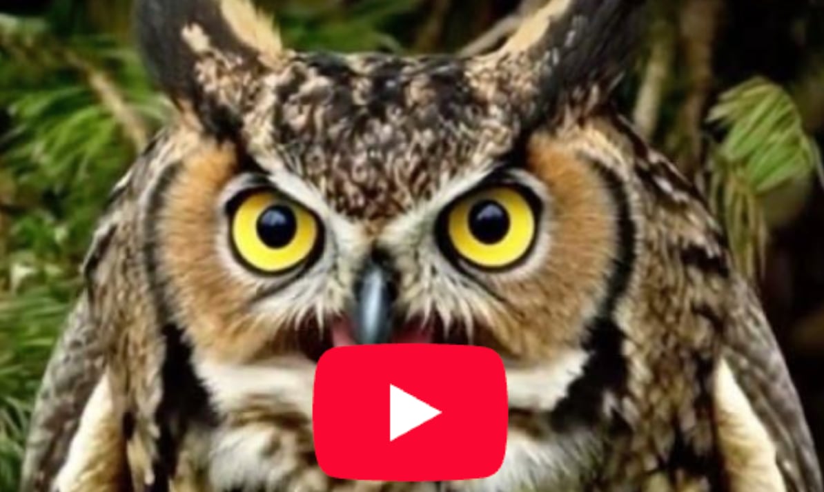 Mr. Hoot Gets Hired as Carmel Owls' Spokesperson | Carmel Owls