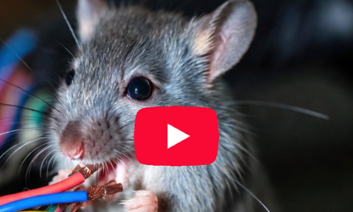 Munchy Mouse's First PSA | Carmel Owls