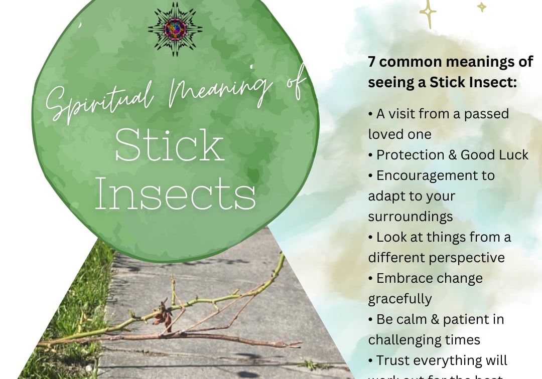 What’s the spiritual meaning of seeing a Stick Insect? | Janée ...