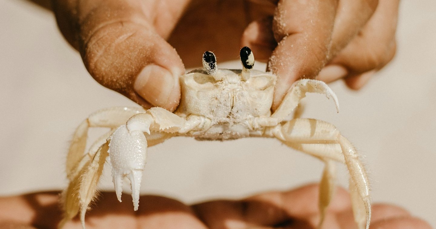 🦀 Apa Itu Crab Mentality? Kenapa Bisa Merajalela di Negeri Kita? | Solvra