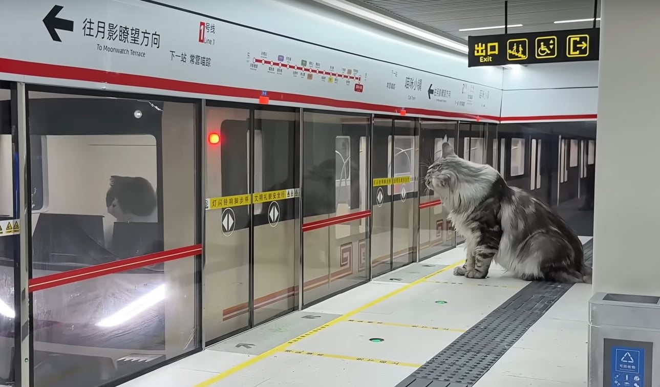 Cat Subway Station | MRT KL