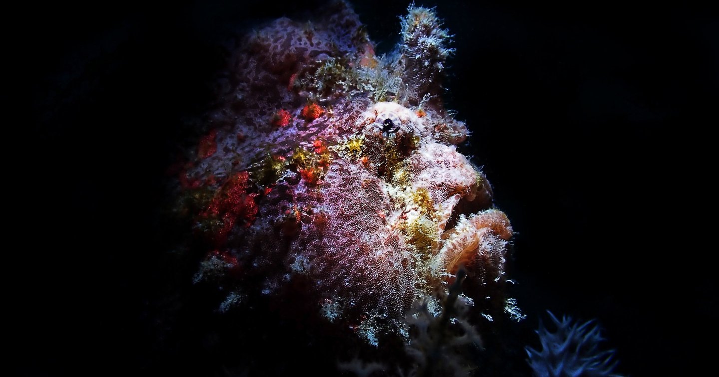 The amazing Frogfish | DDC