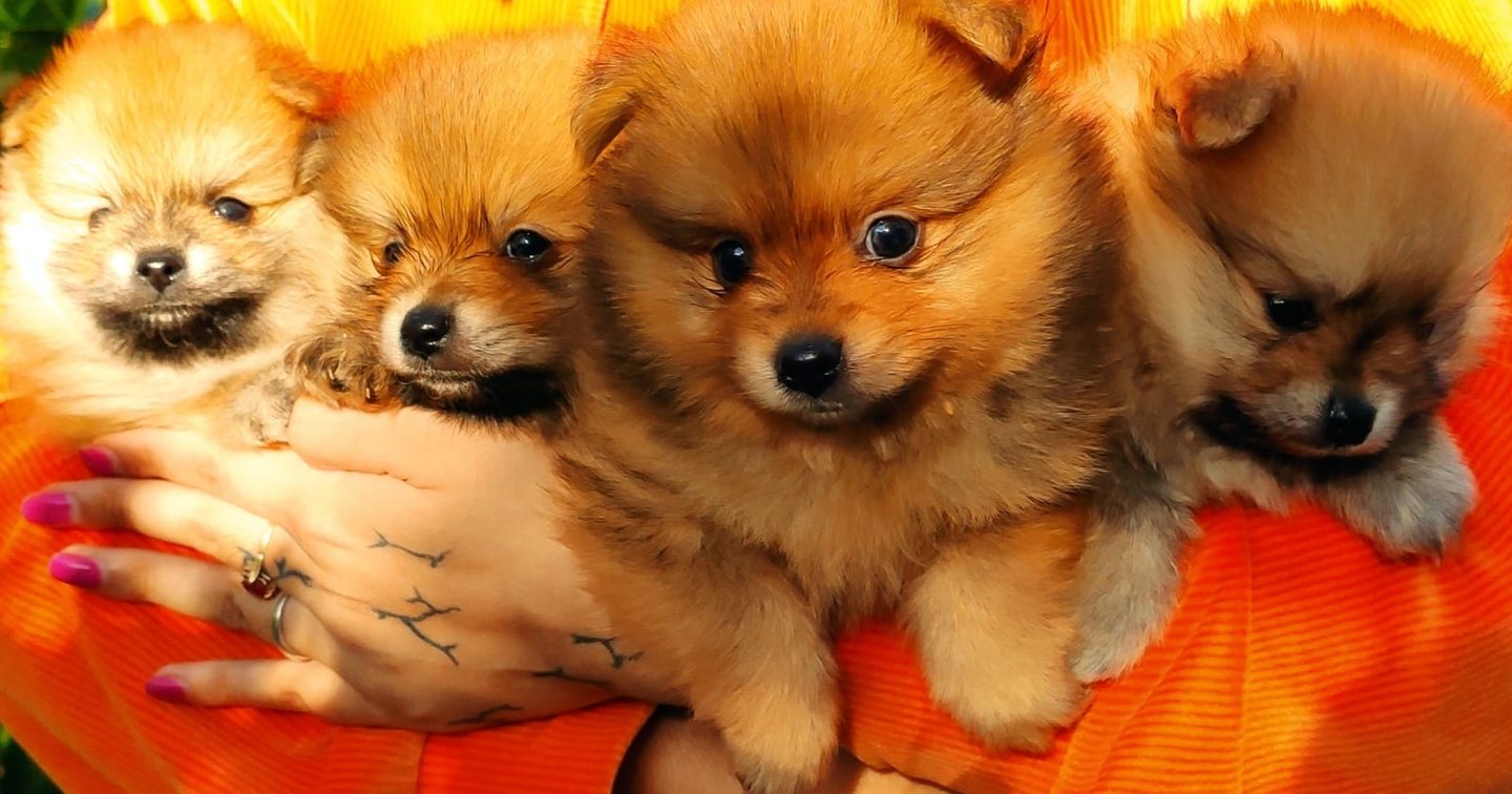 Criadero de Pomeranias en Argentina | Cachorros con Pedigree | Pompet´s