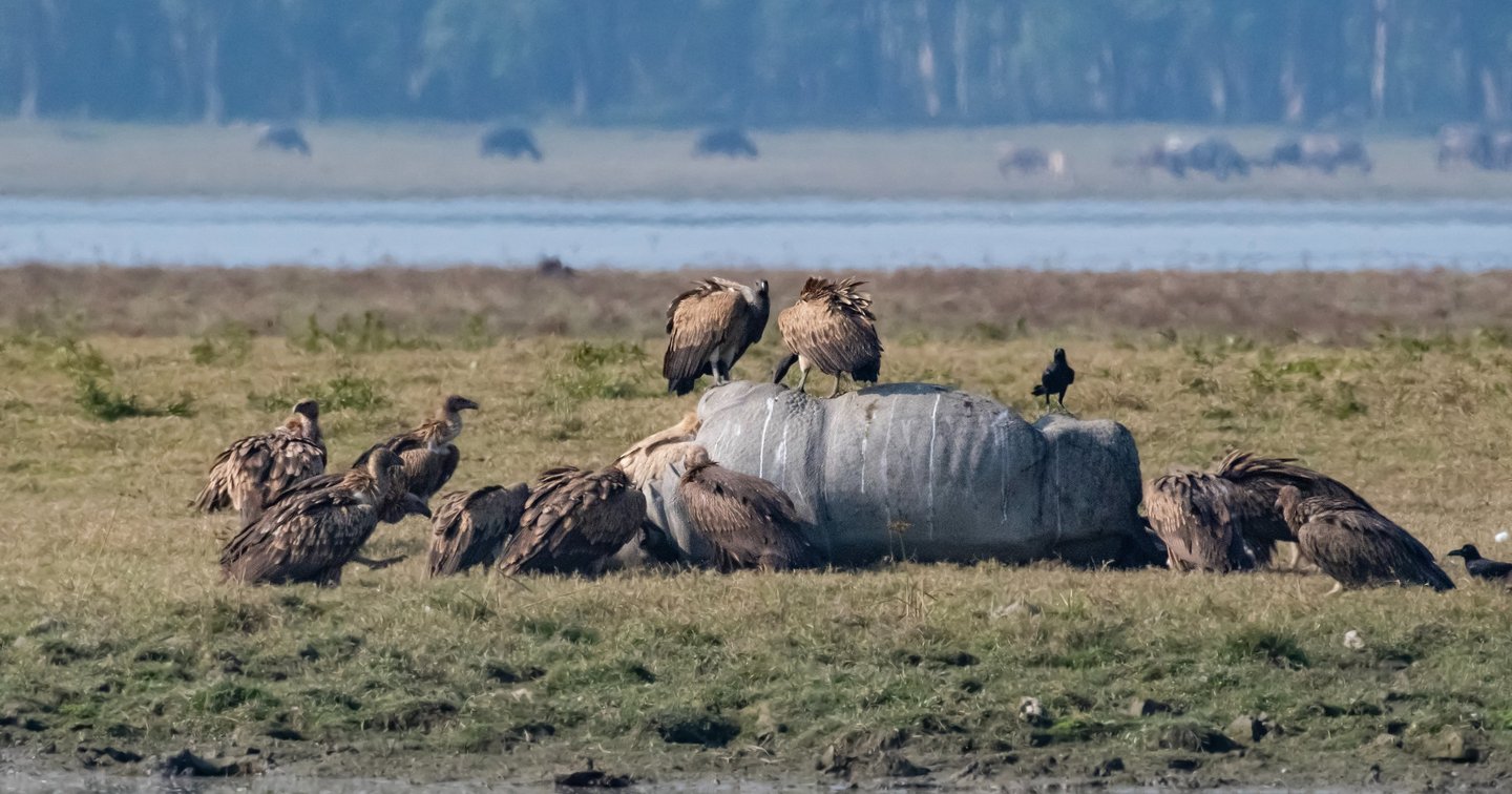Bearded Vulture: Near Threatened Status & Threats | The Vulture Network