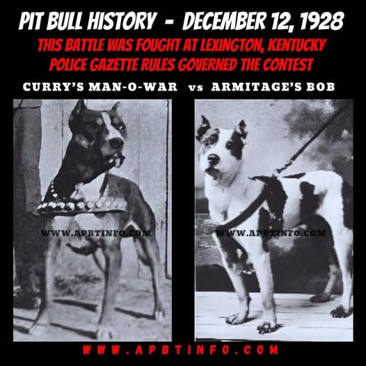 ARMITAGE'S BOB vs CURRY'S MAN O WAR🐾 Historic APBT Fight & Gameness ...