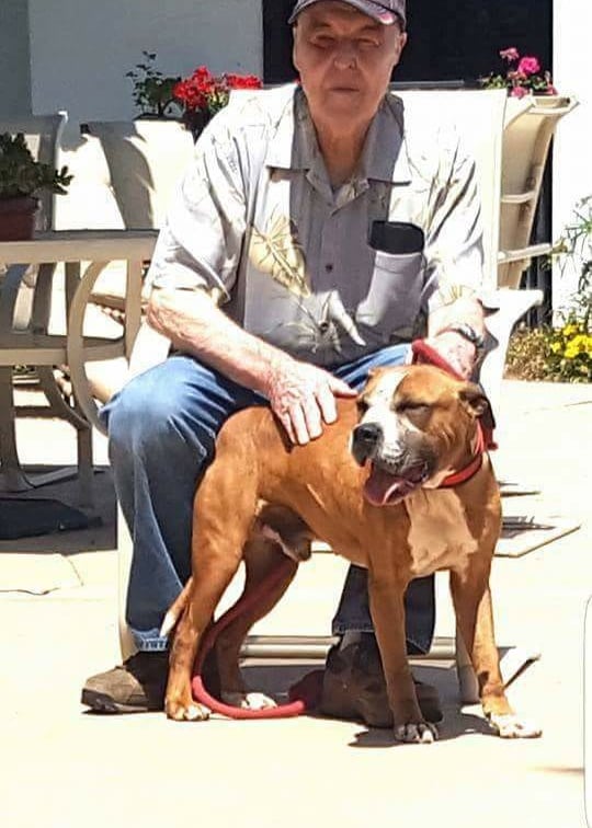 True Origins of the American Pit Bull Terrier History | BULLDOGS ...