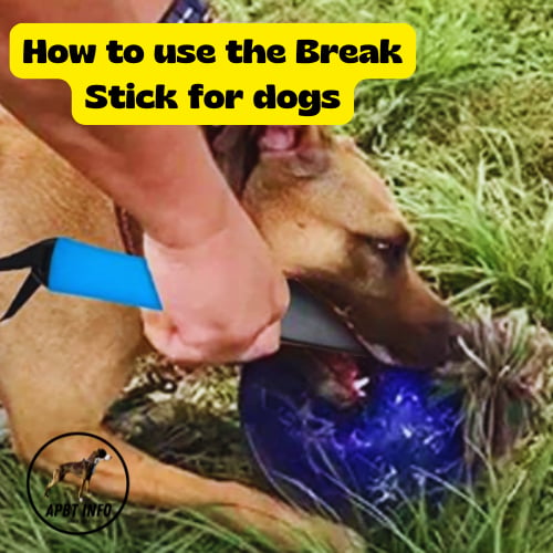 How to separate fighting dogs with a Break Stick for dogs | APBT INFO