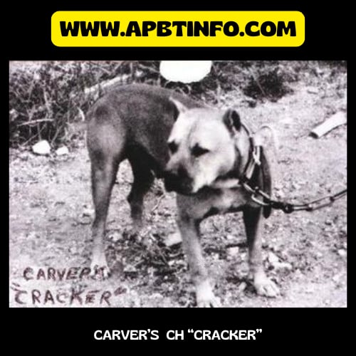 Tribute to Maurice Carver | American Pit Bull Terrier History Photos ...