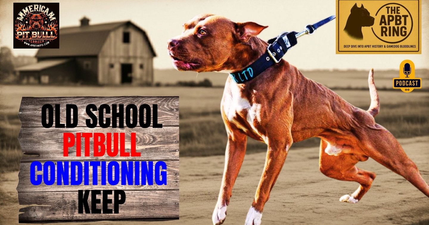 Pitbull Keep 💯 APBT History & Game Dog Conditionig 🏆 | APBT INFO