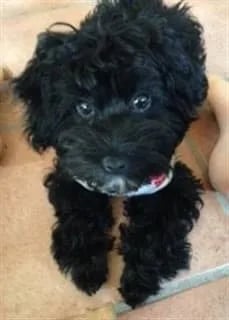 Maltipoo Color Changes